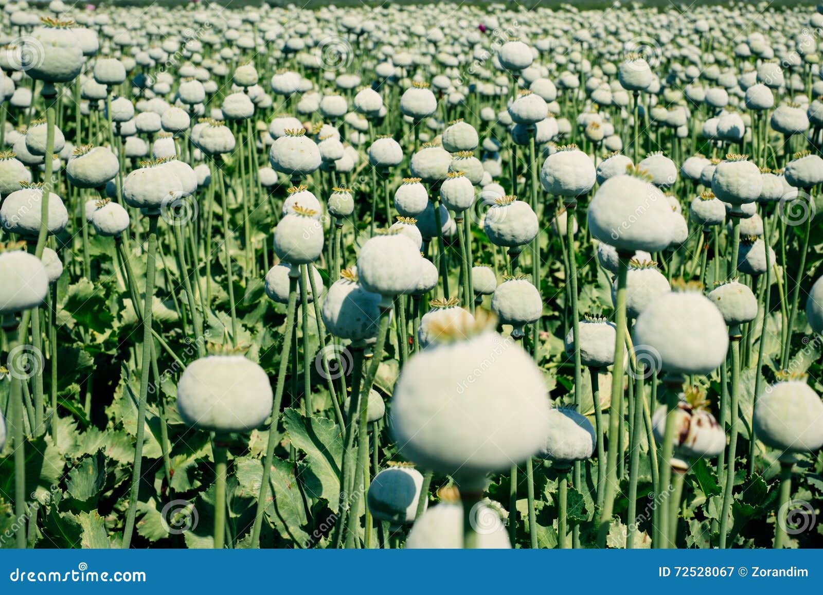 Opium poppy field stock image. Image of beauty, drugs - 72528067