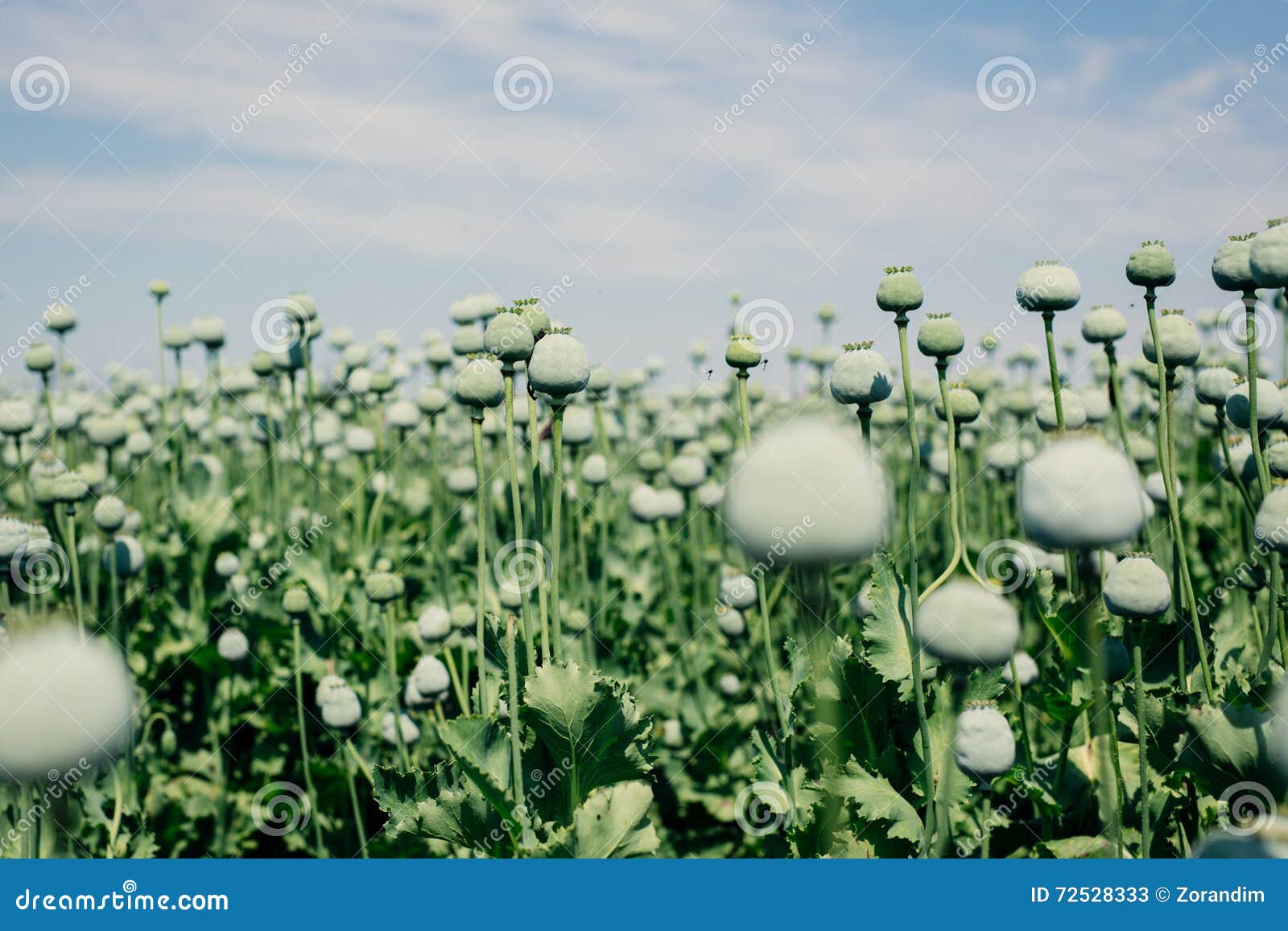 Opium poppy field stock image. Image of blue, field, detail - 72528333