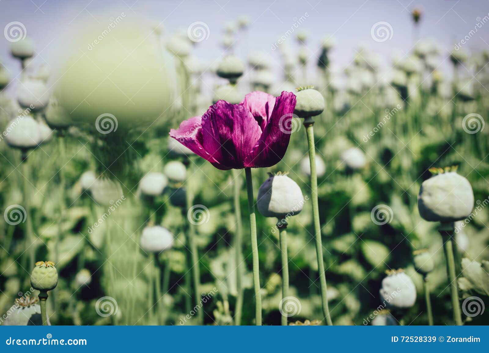Opium poppy field stock image. Image of close, opiate - 72528339