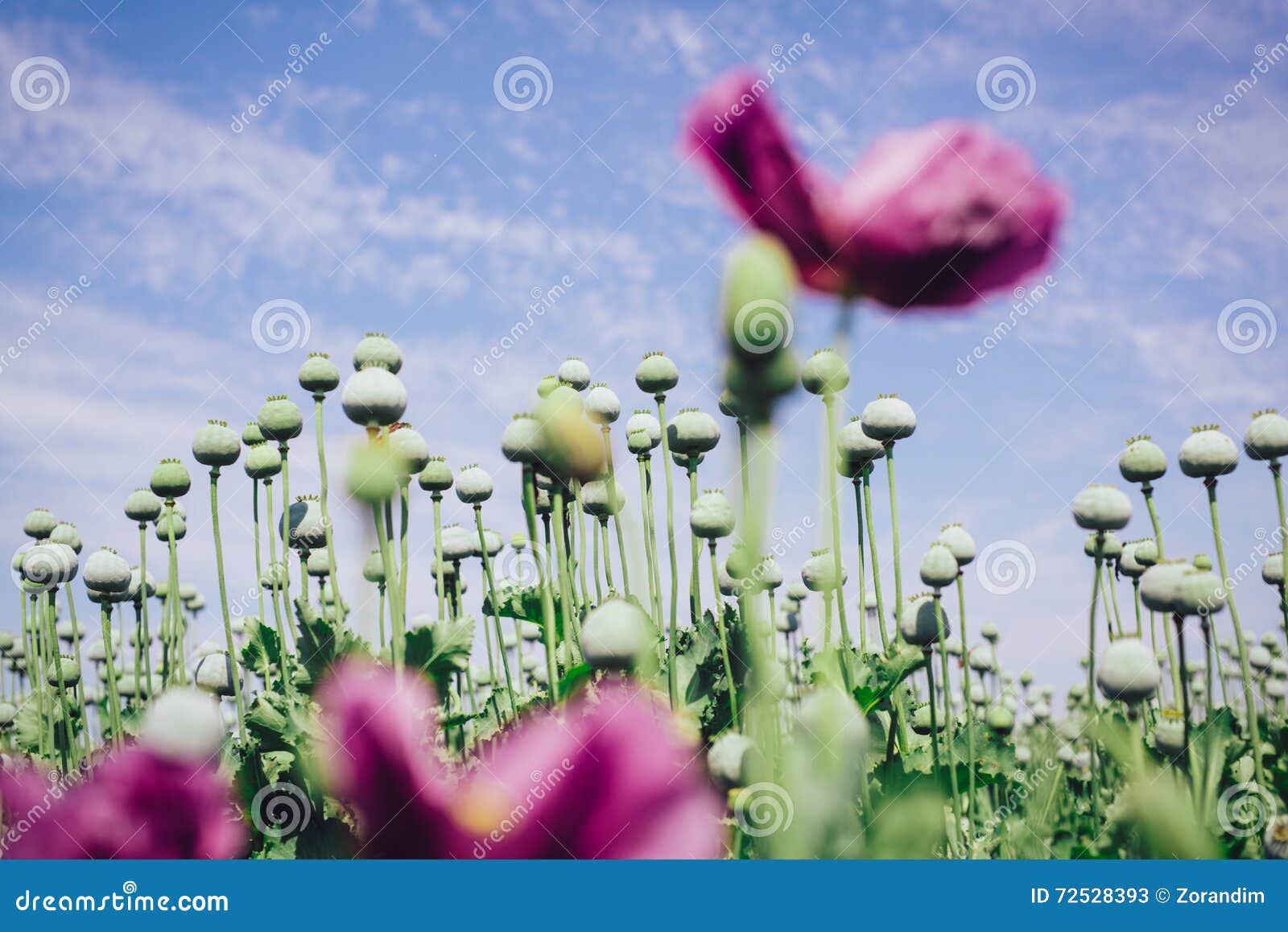 Opium poppy field stock image. Image of addiction, codeine - 72528393