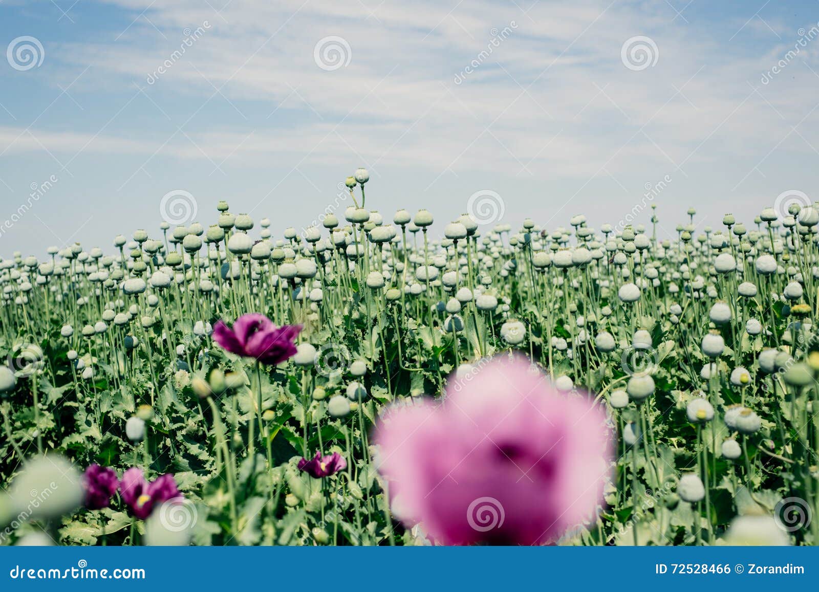 Opium poppy field stock photo. Image of heroin, natural - 72528466