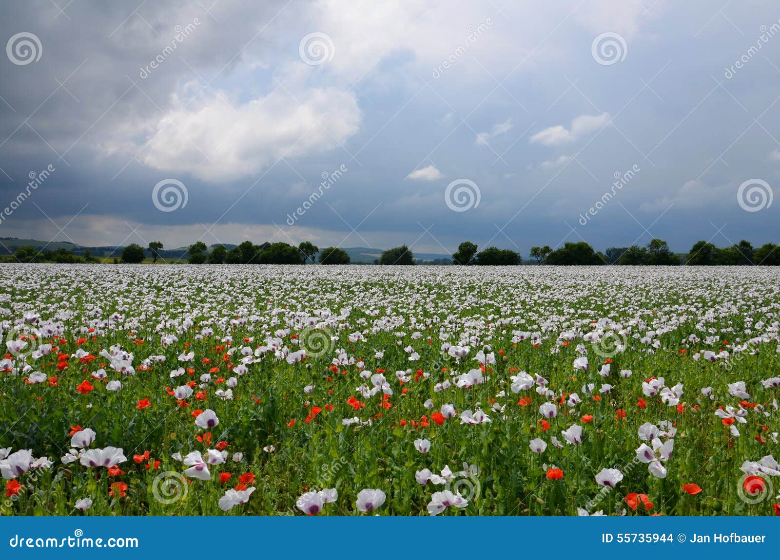 Opium poppy field stock photo. Image of growing, medicine - 55735944