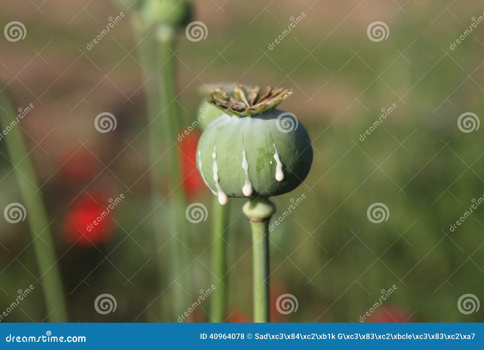 Opium Poppy Head Production In Afghanistan. Afghan Opium Poppy ...