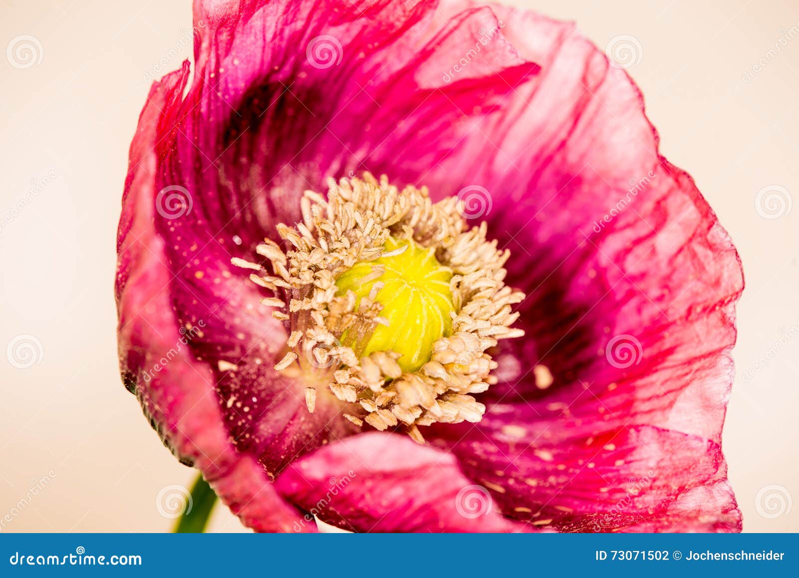 Opium poppy flower stock photo. Image of nature, plants - 73071502