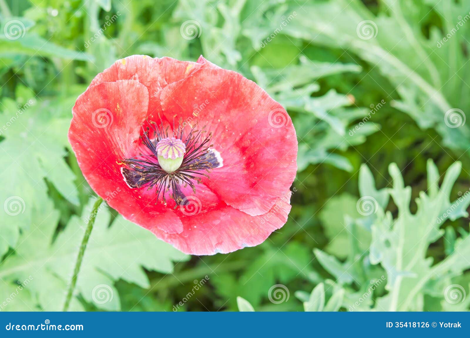 Opium poppy flower stock photo. Image of design, decorative - 35418126