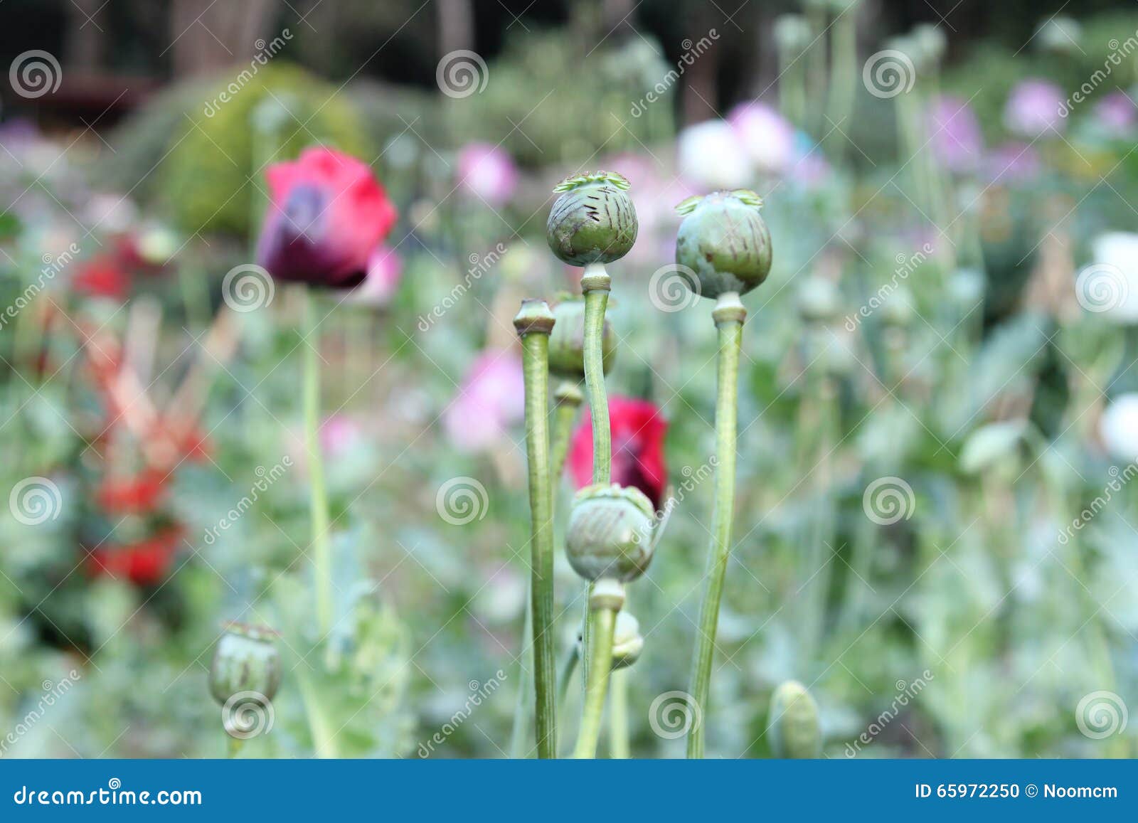 Opium poppy flower stock photo. Image of background, culture - 65972250