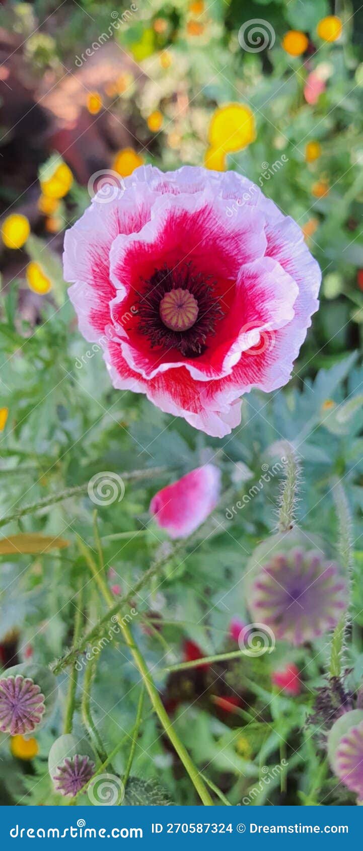 Opium poppy flower stock photo. Image of opium, tulip - 270587324