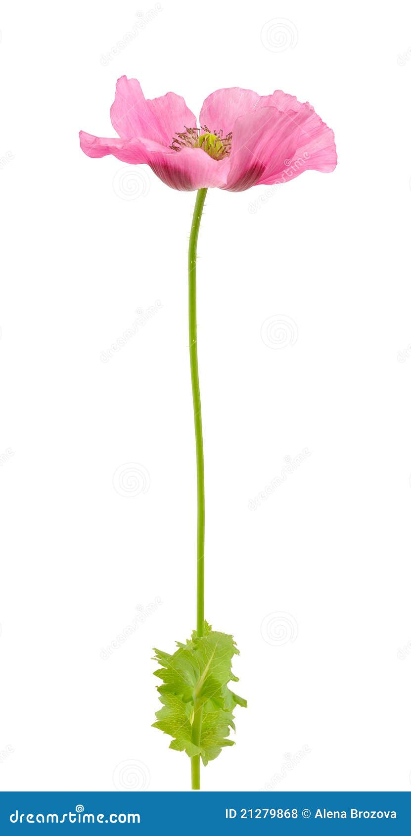 Opium Poppy Isolated on White Stock Photo - Image of flourish, blooming ...