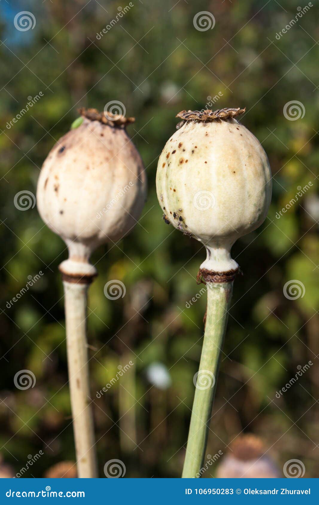 Opium poppy stock image. Image of opium, capsules, crop - 106950283