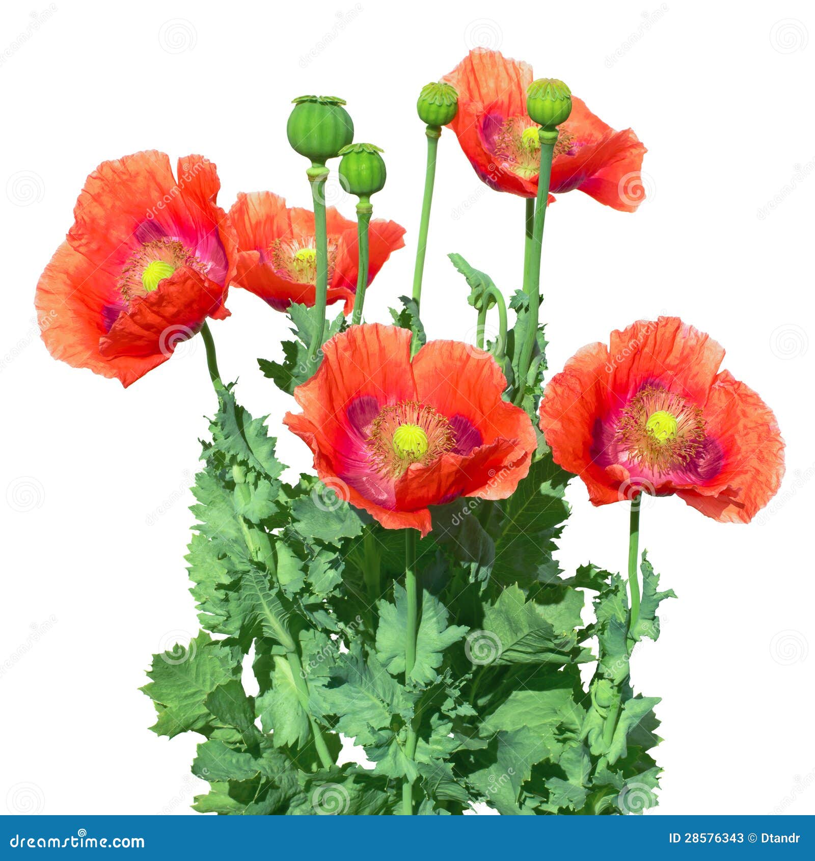 Opium Poppy. the Papaver Somniferum. Stock Image - Image of capsule ...