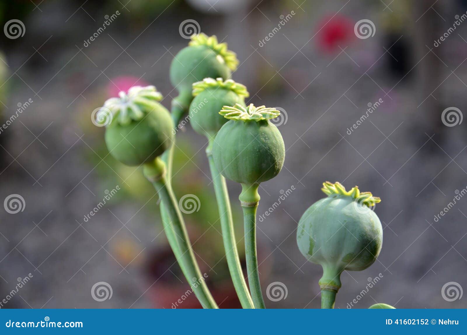 Opium poppies in a garden stock photo. Image of season - 41602152