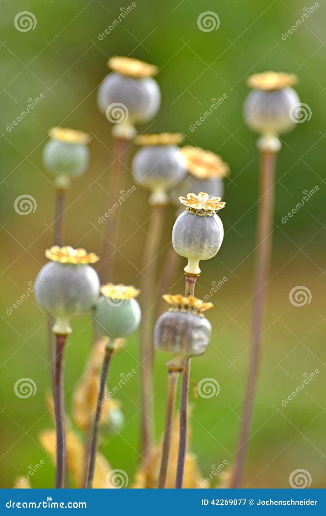 Ripe Opium Field Opium Poppy, Papaver Somniferum Royalty-Free Stock ...