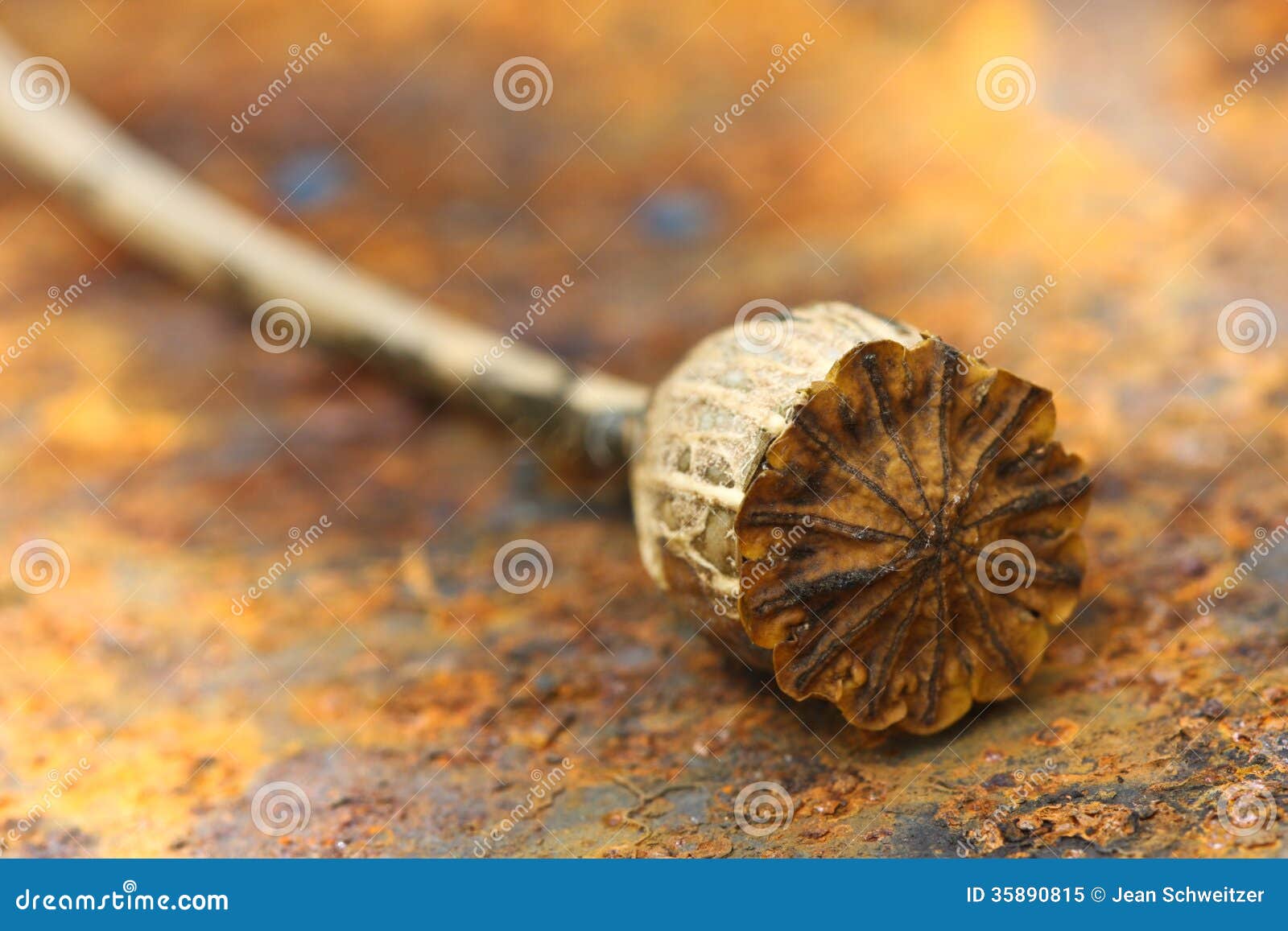 Opium poppy seed capsule stock image. Image of drug, blossom - 35890815