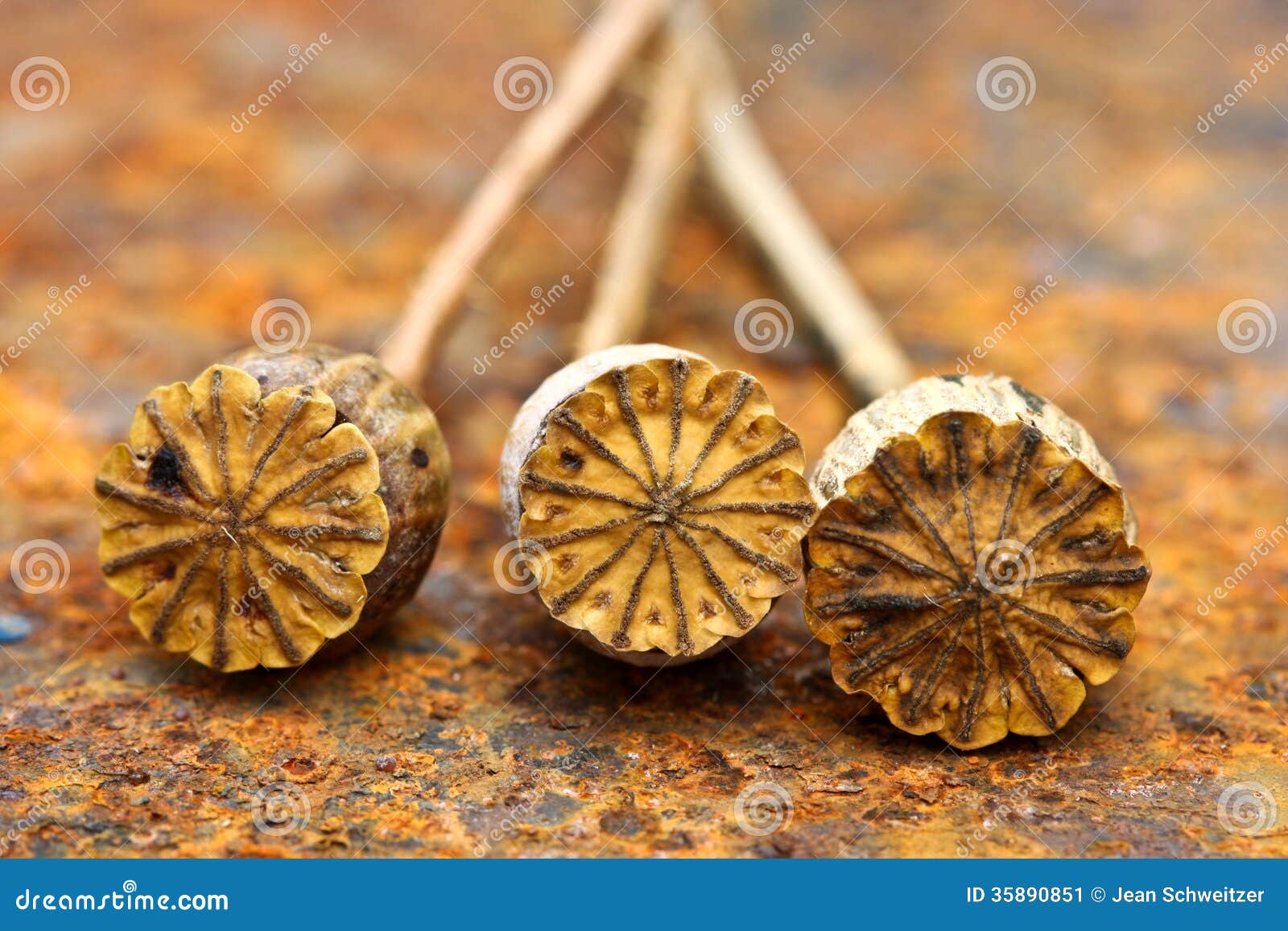 Opium poppy seed capsule stock image. Image of opium - 35890851