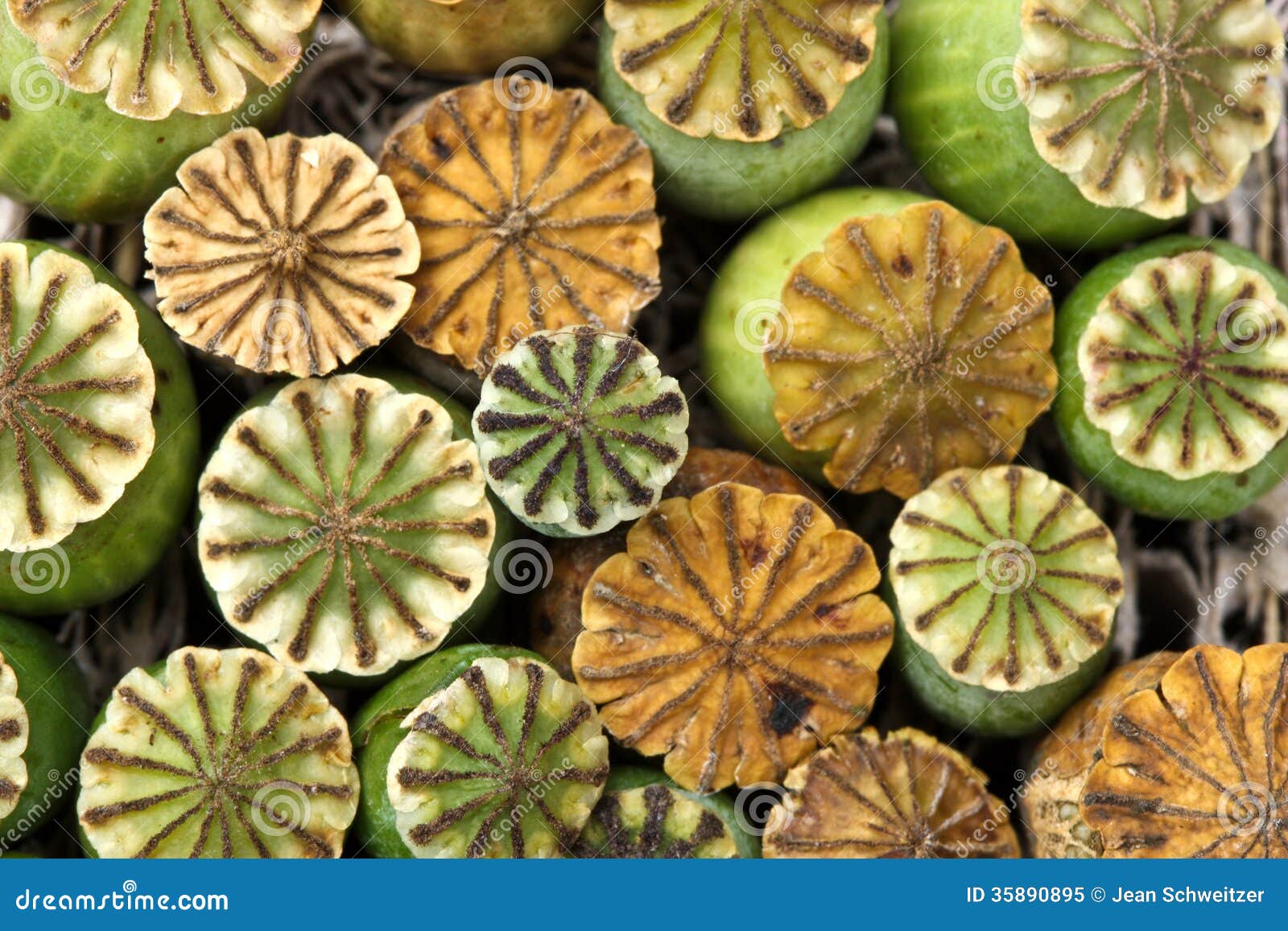 Opium poppy seed capsule stock image. Image of floral - 35890895