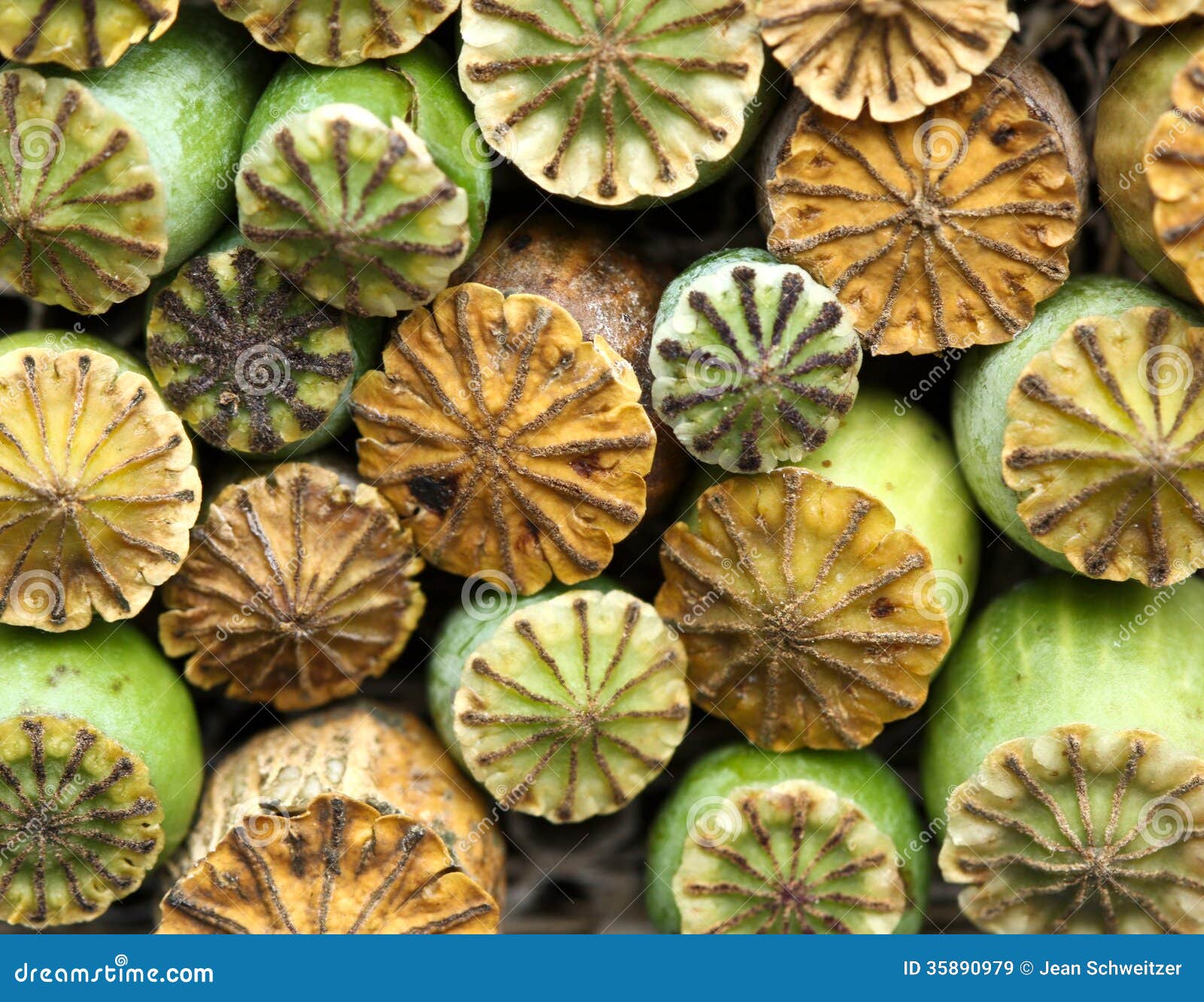 Opium poppy seed capsule stock image. Image of flora - 35890979