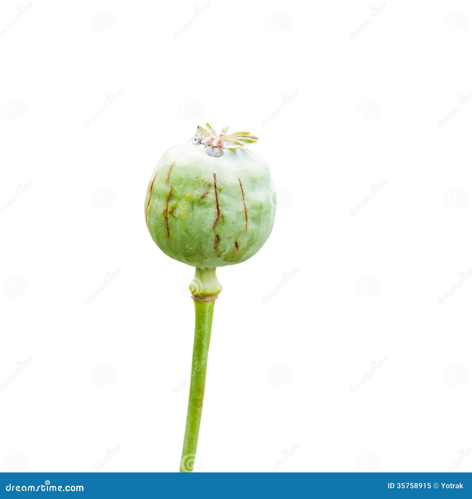 Opium poppy stock image. Image of crop, heroin, close - 35758915