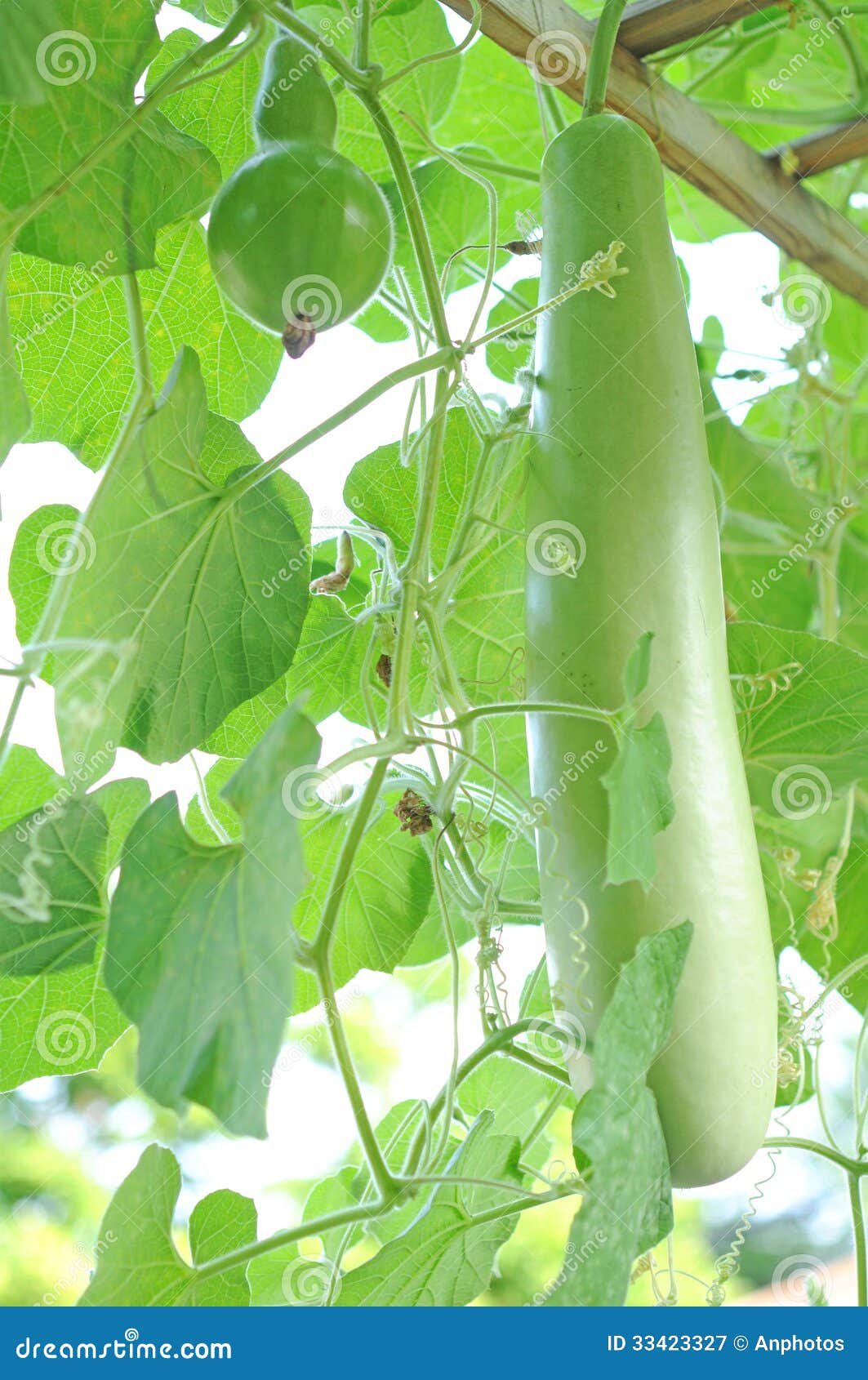 Opo squash tree stock image. Image of healthy, gourd - 33423327