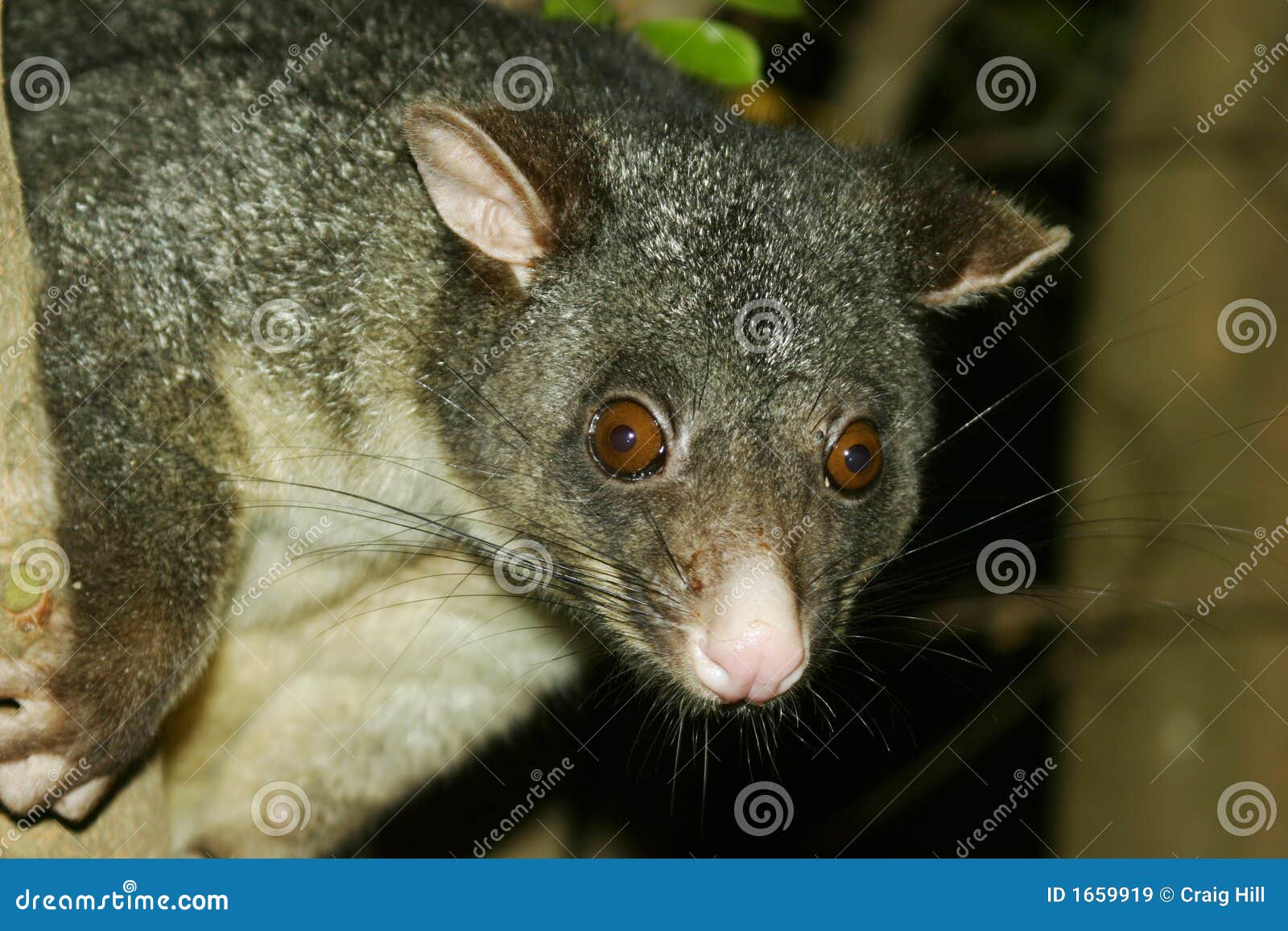 Opos, blisko obraz stock. Obraz złożonej z australia, ogoniasty - 1659919