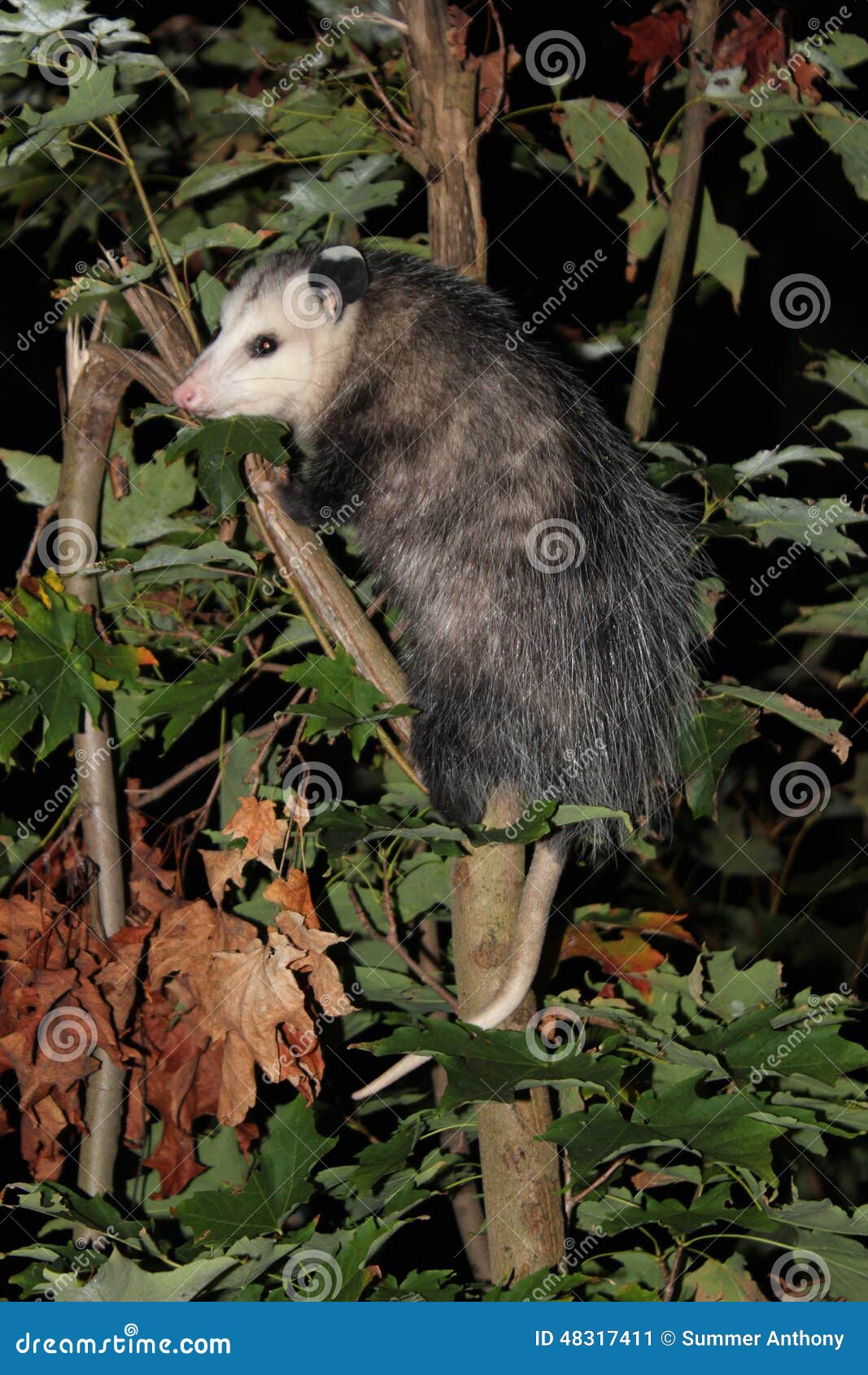 Opossom in Tree stock image. Image of opossum, capture - 48317411