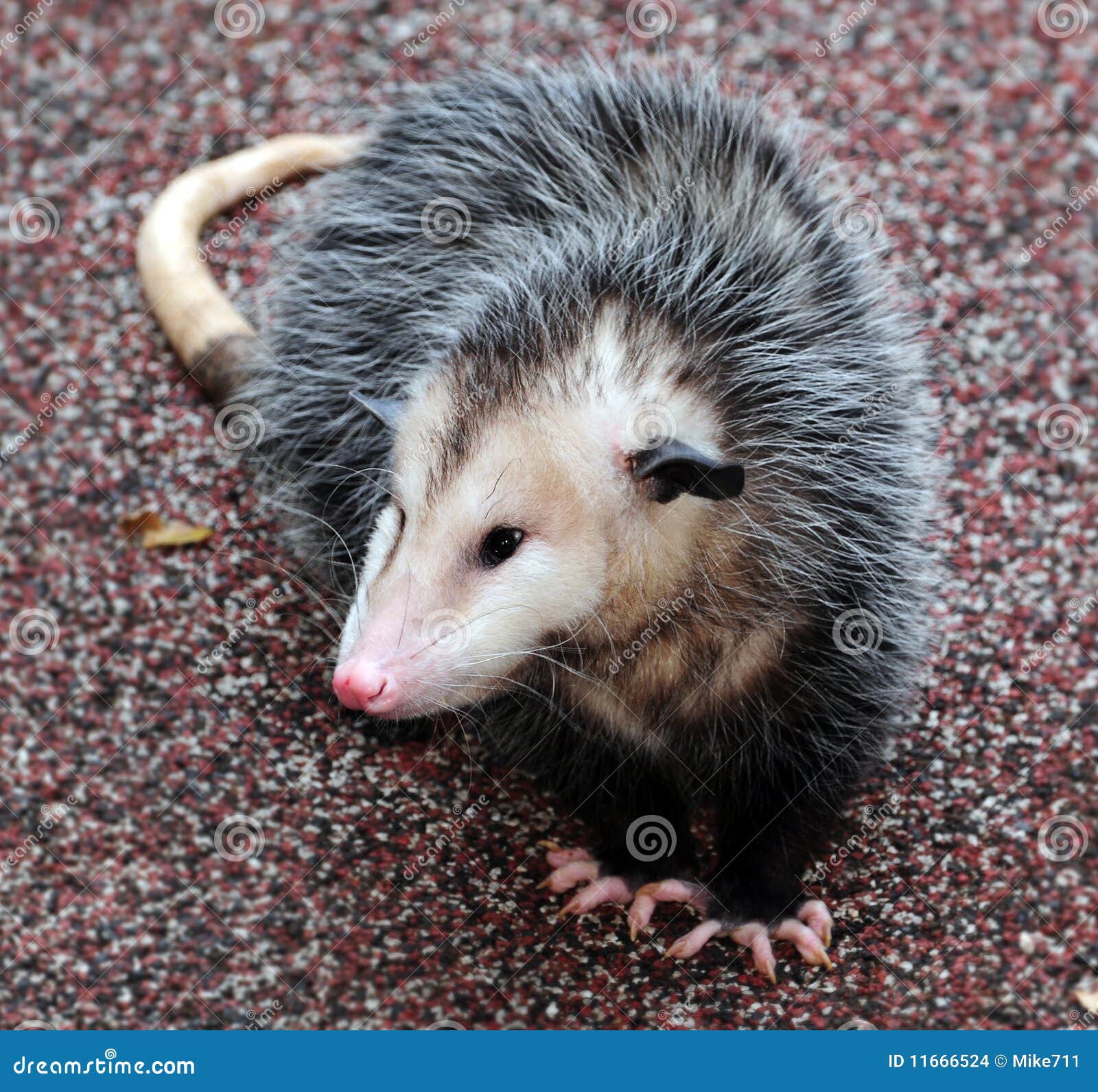 Opossum stock photo. Image of outdoors, nocturnal, forest - 11666524