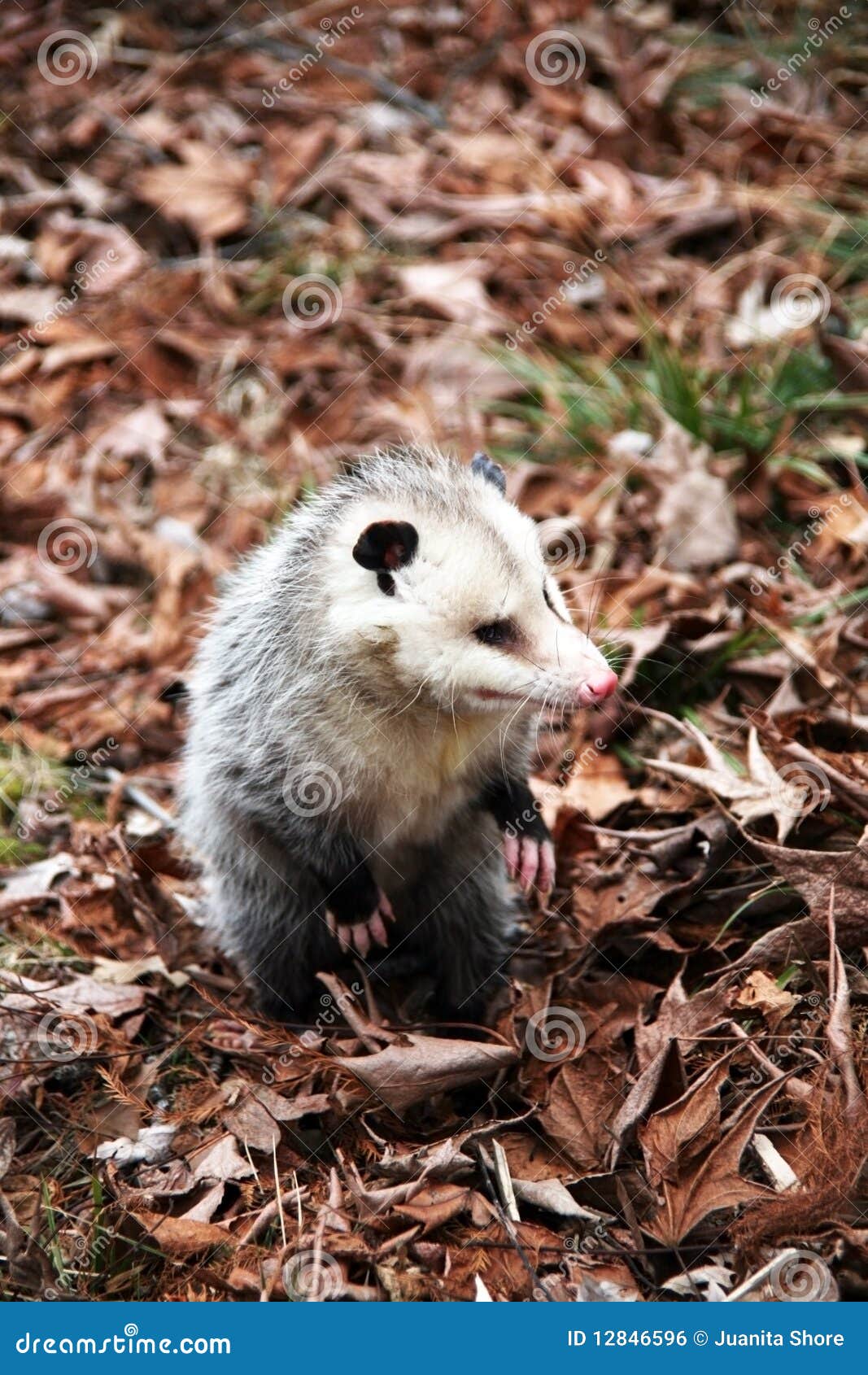 Opossum stock photo. Image of furry, scavanger, grass - 12846596