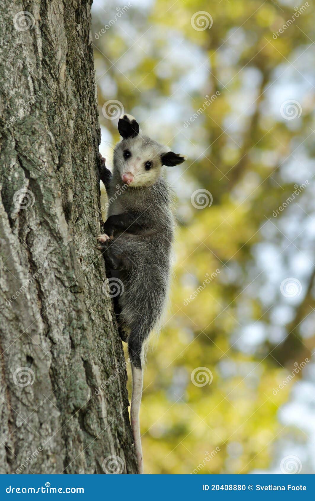 Opossum stock photo. Image of mammal, alert, forest, quiet - 20408880