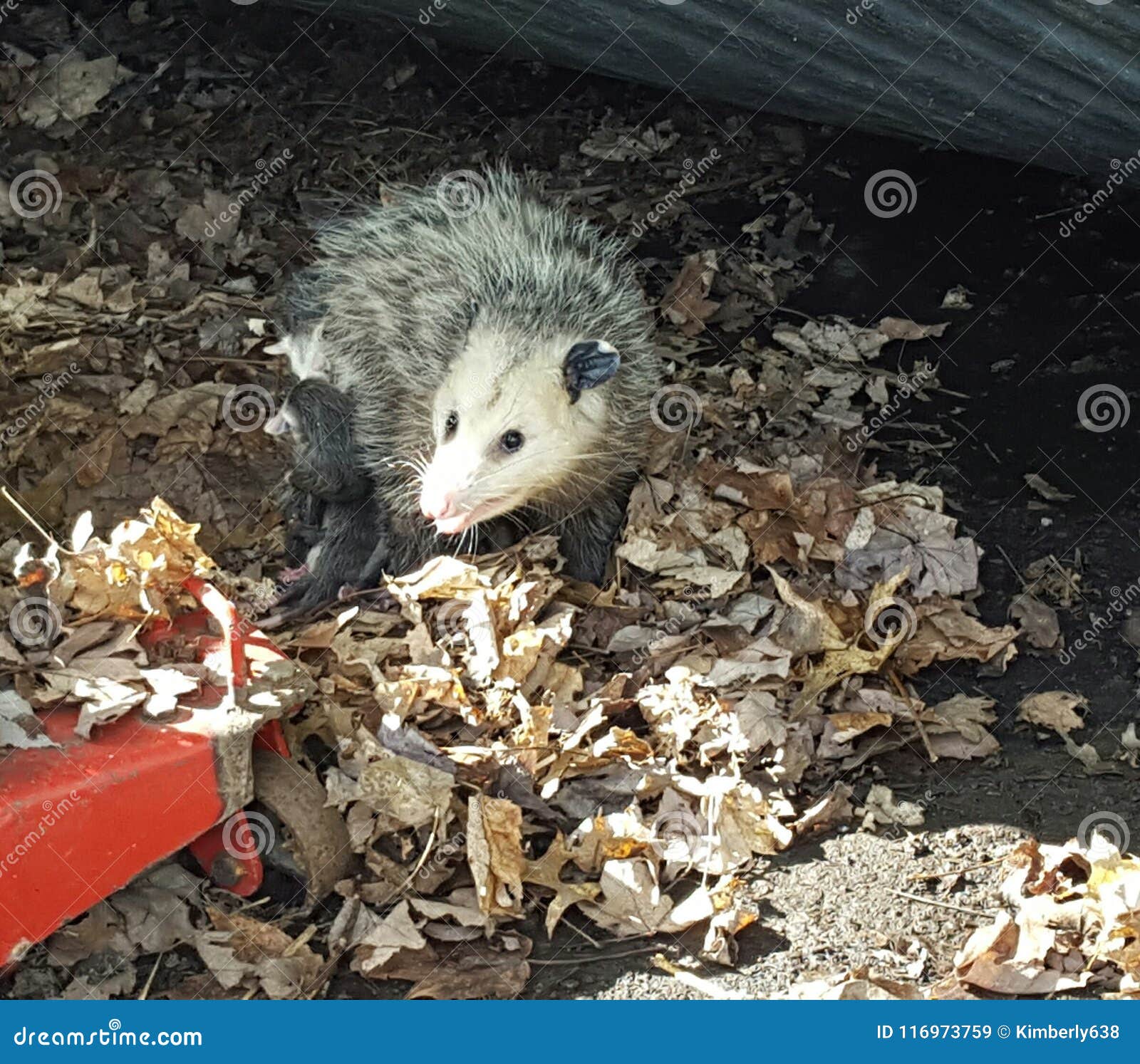 Opossum stock image. Image of animal, protection, frightened - 116973759