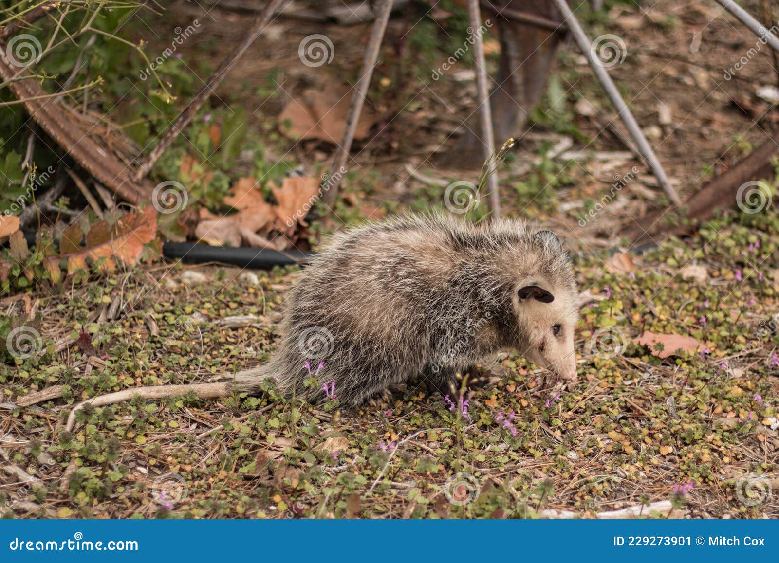 Opossum stock image. Image of nature, wildlife, mammal - 229273901