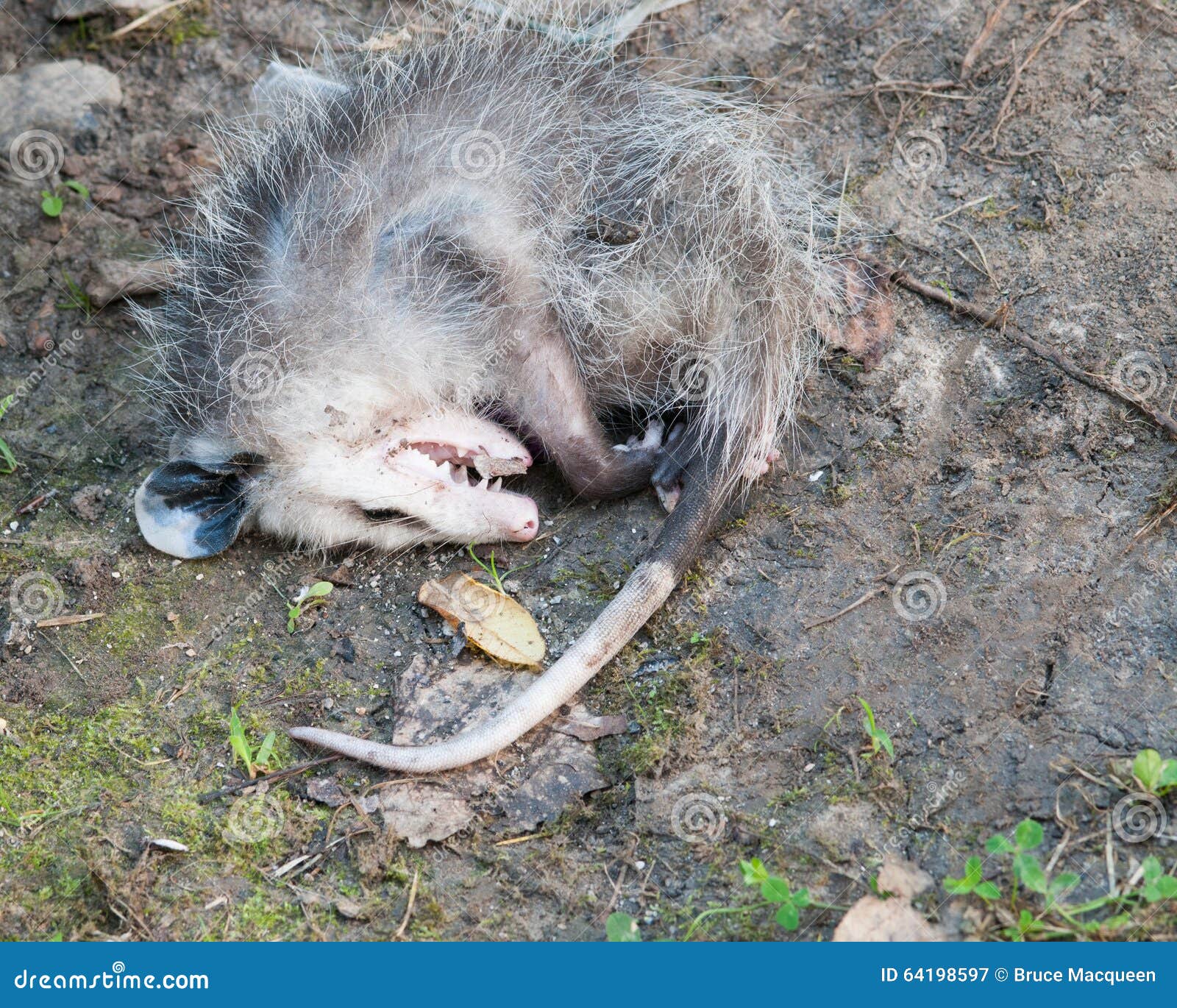 Opossum Playing Dead stock image. Image of mammal, wildlife - 64198597