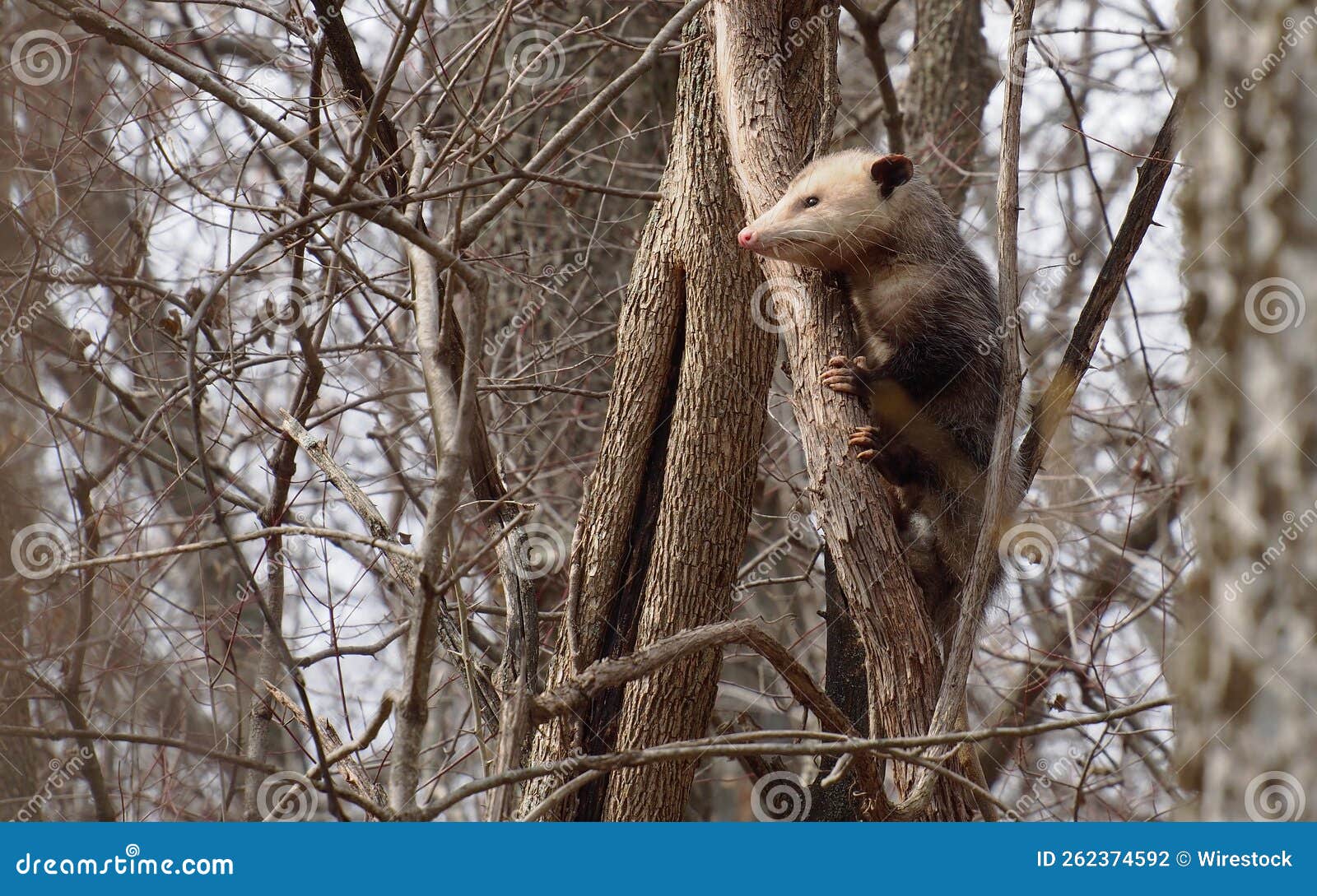 Opossum Rodent on a Tree Branch Stock Photo - Image of forest, opossum ...
