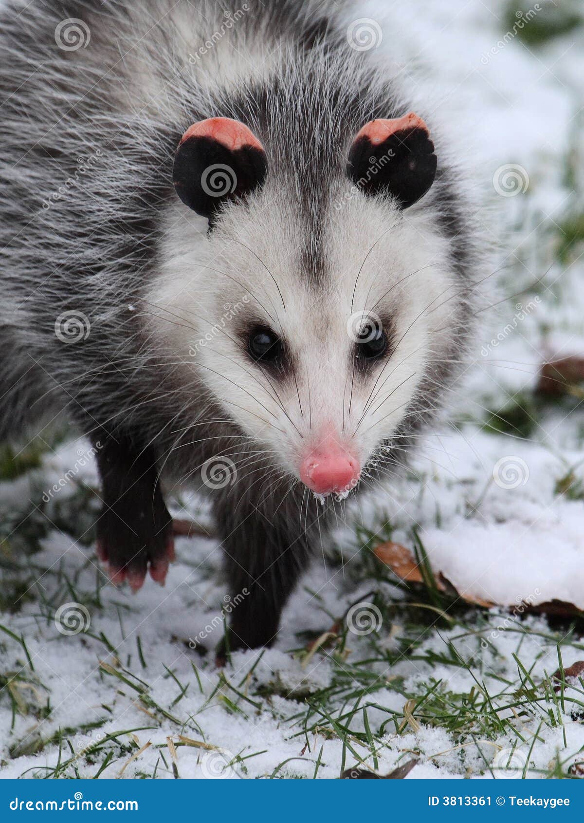 Opossum in snow stock image. Image of stepping, face, nose - 3813361