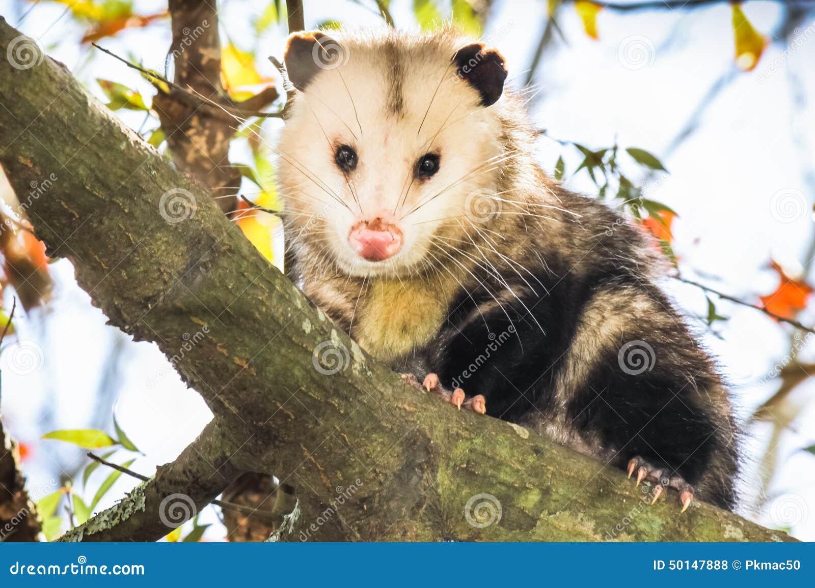 Opossum on a tree branch stock photo. Image of opossum - 50147888