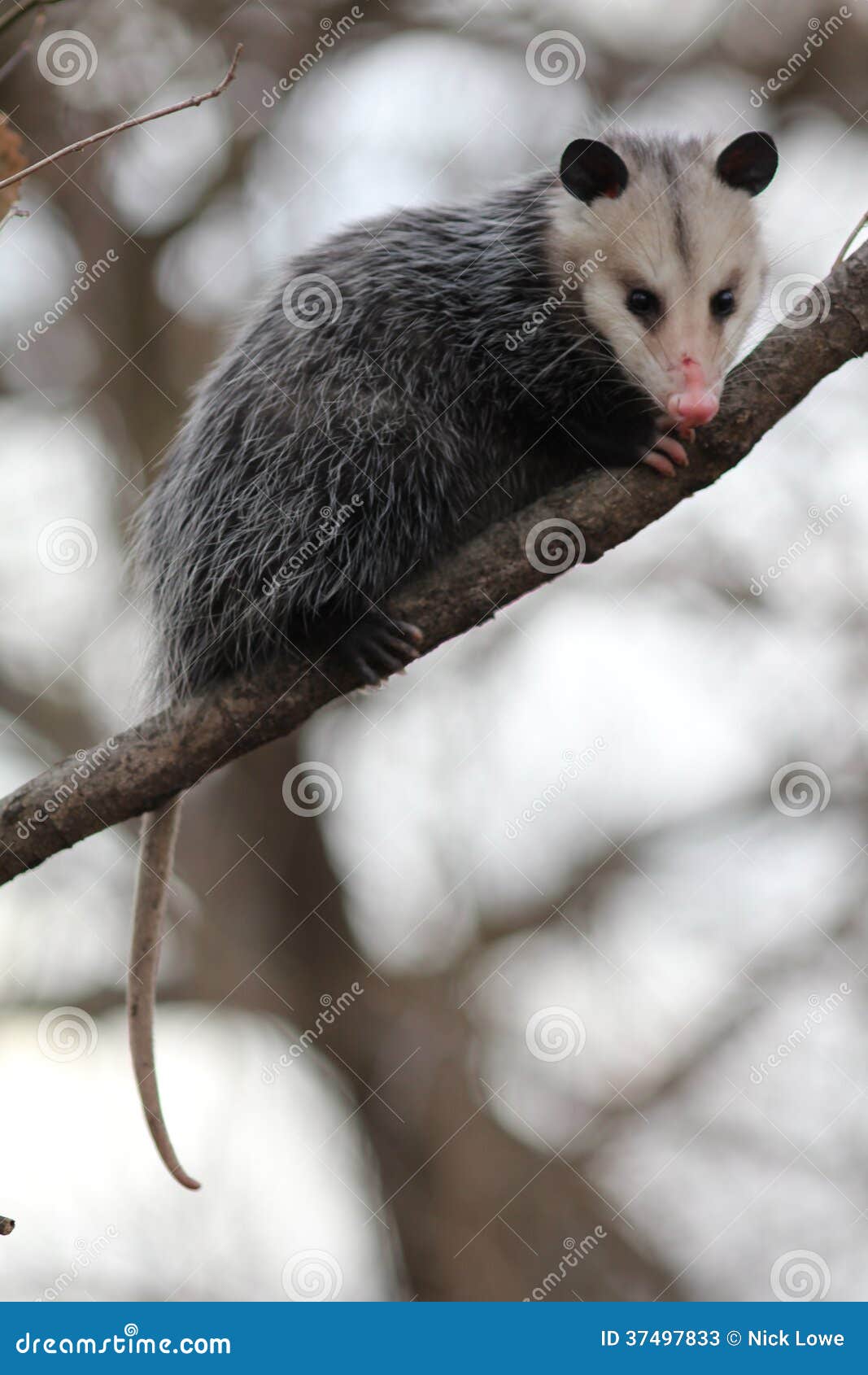 Opossum in a tree stock image. Image of mammal, viginiana - 37497833