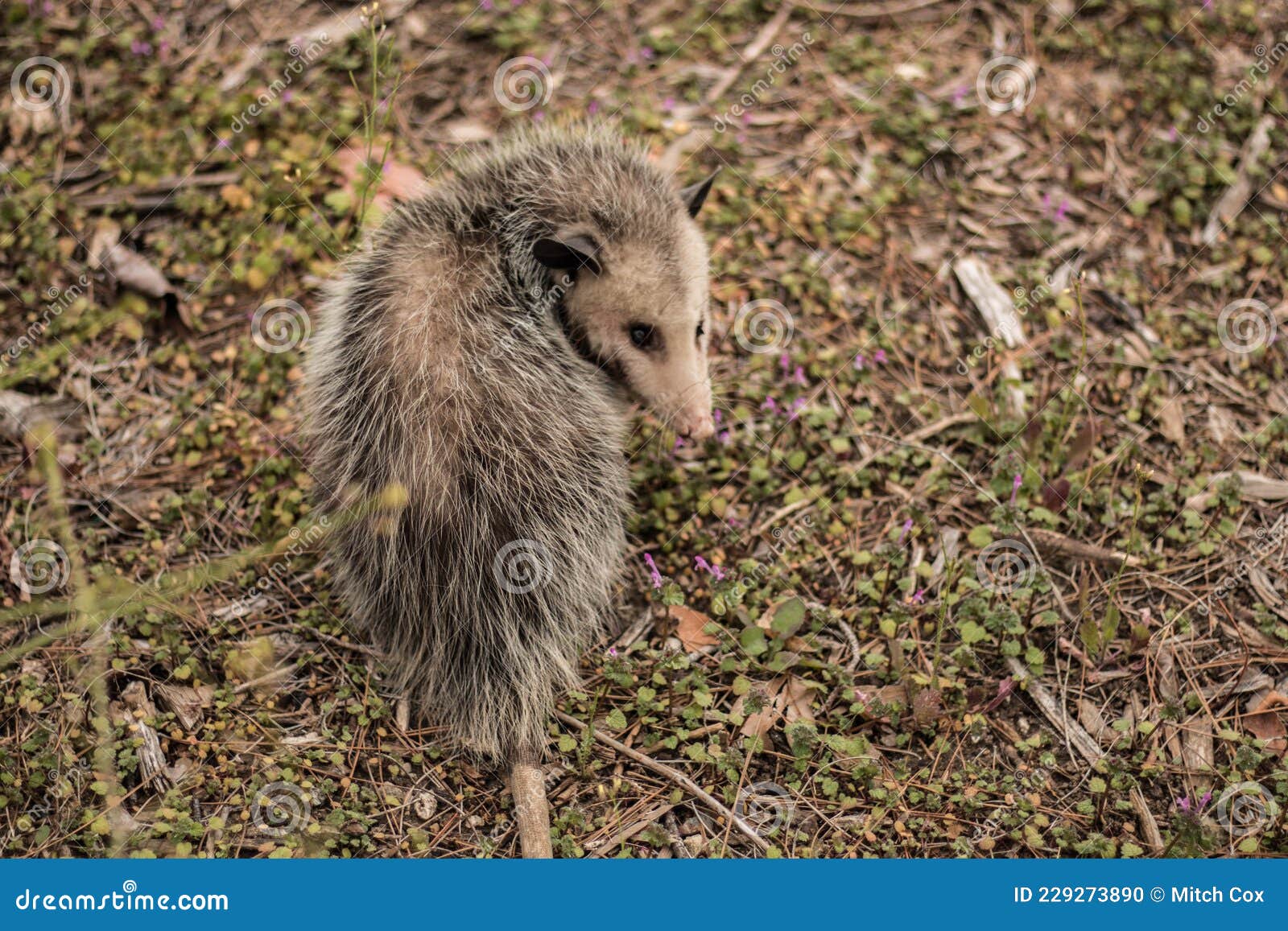 Opossum Looking Back stock photo. Image of wildlife - 229273890