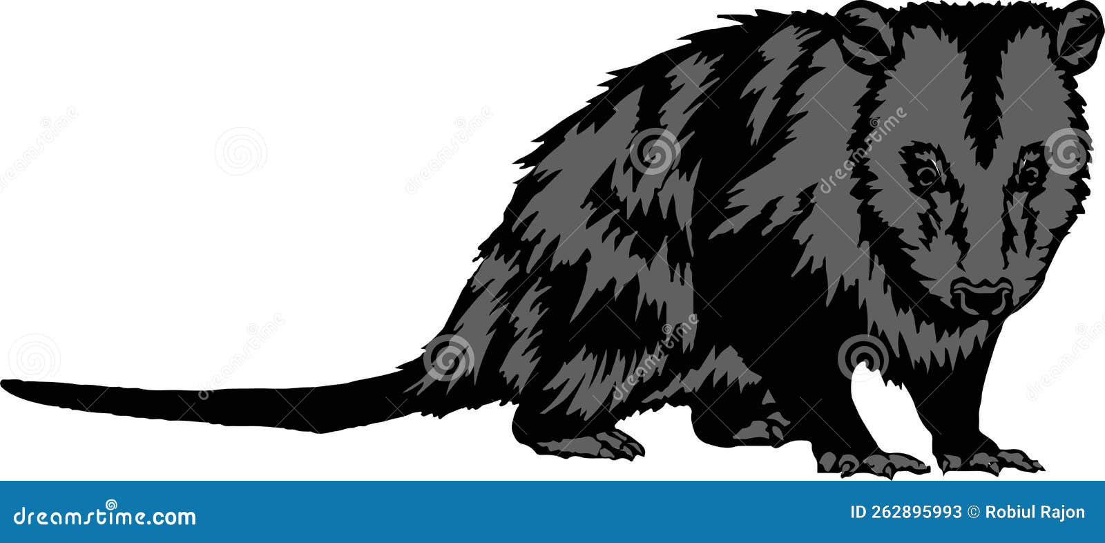 Opossum vector stock vector. Illustration of black, monochrome - 262895993