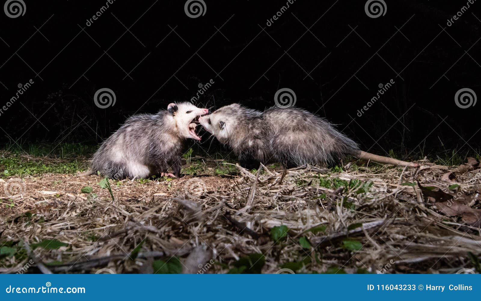Opossums at Night stock image. Image of cameratrap, heron - 116043233