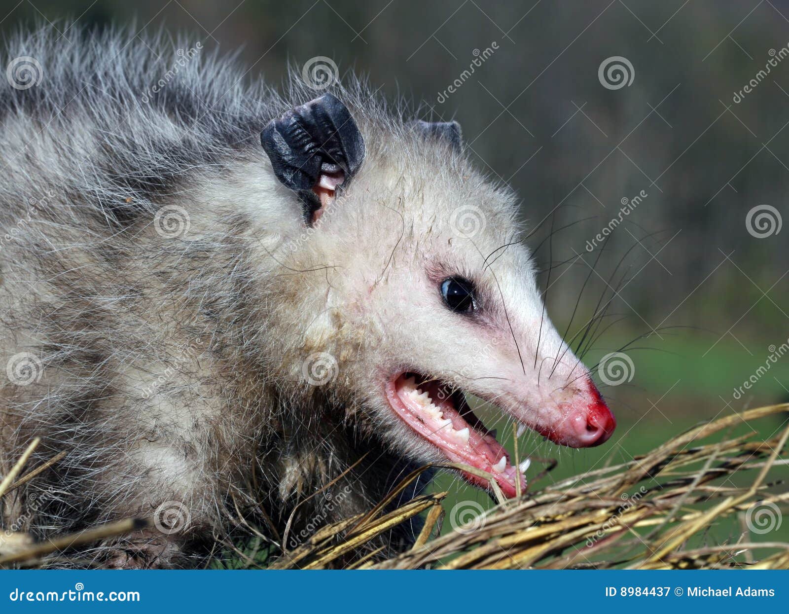 Oposum imagen de archivo. Imagen de especie, fauna, oposums - 8984437