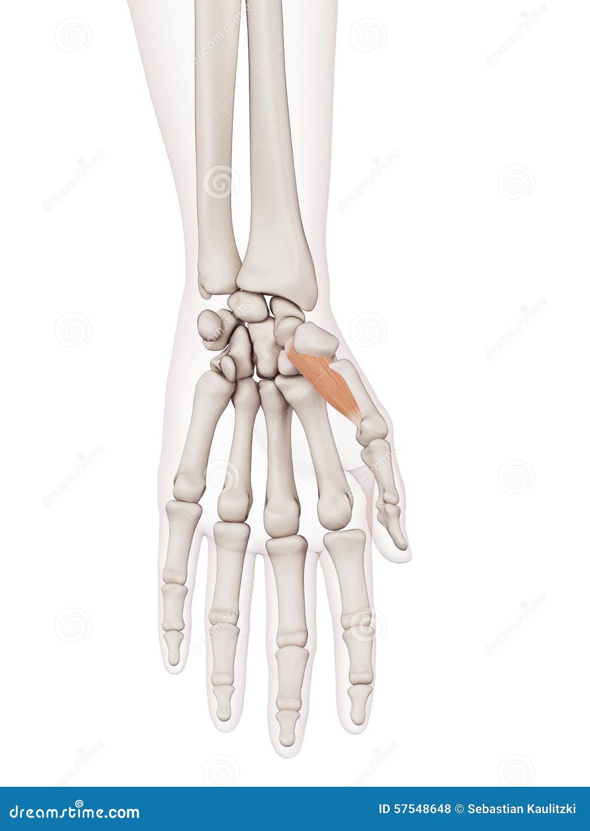 Opponens Pollicis Hand Muscle With Digiti Minimi Location Outline ...