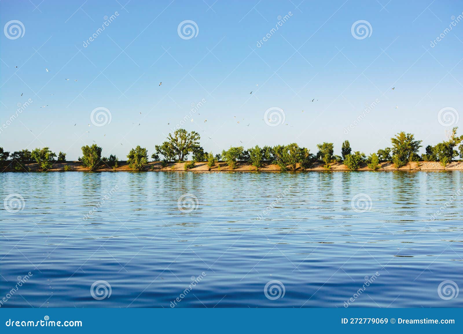 Opposite Bank of the River with Seagulls Stock Image - Image of ...
