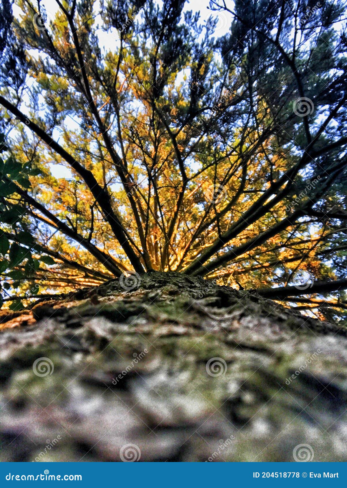 Opposite view stock photo. Image of view, tree, forest - 204518778