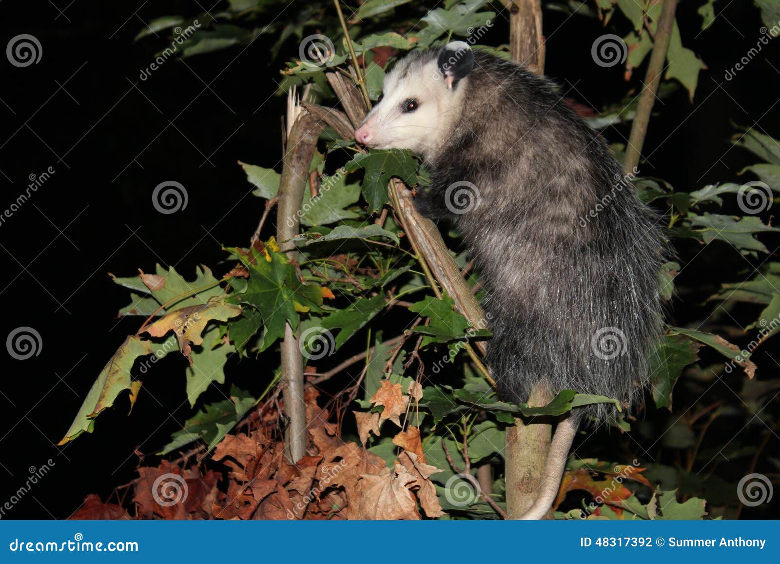 Oppossum in tree stock photo. Image of black, woods, marsupial - 48317392