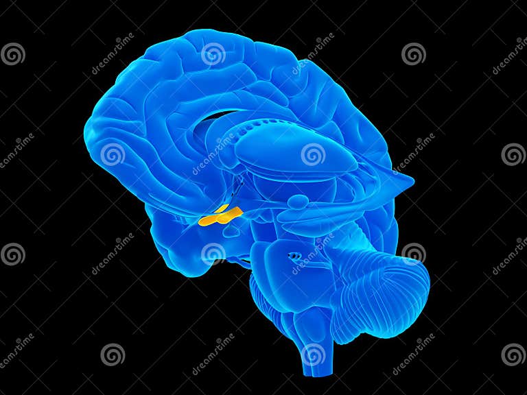 The optic chiasm stock illustration. Illustration of anatomy - 57843836