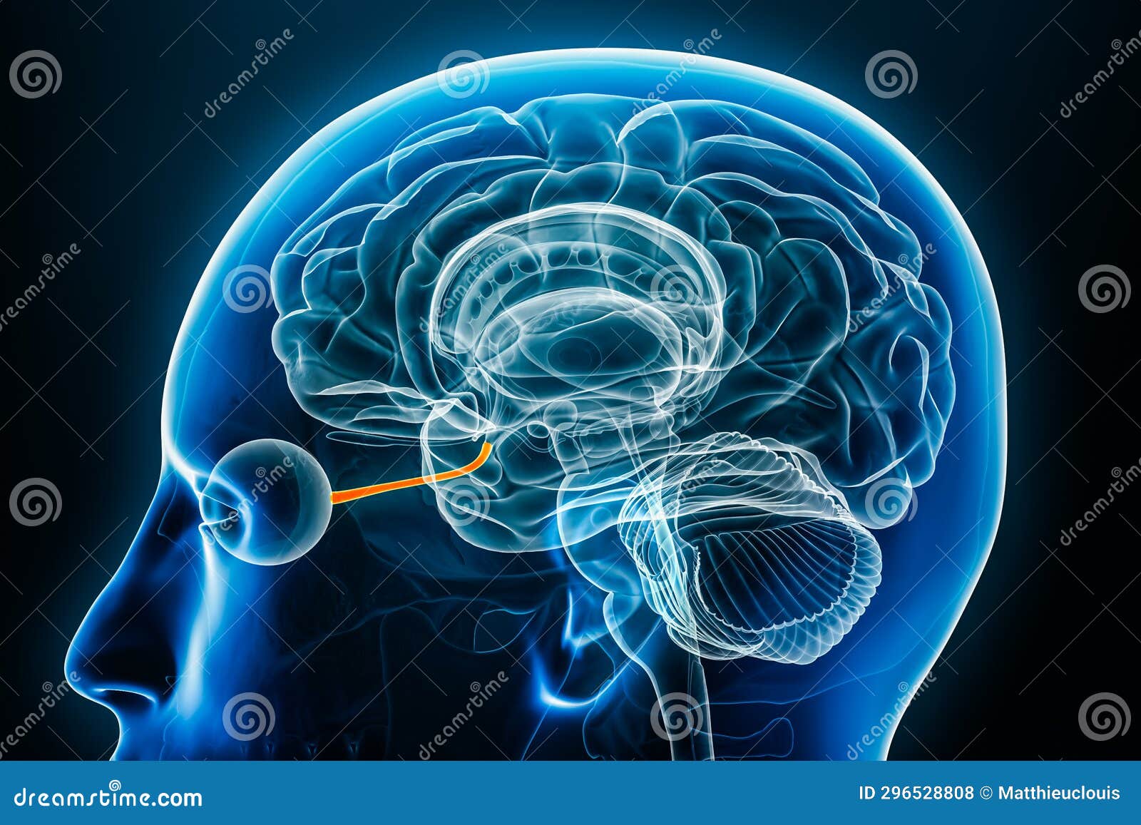 Optic Or Cranial Nerve X-ray View 3D Rendering Illustration. Human ...