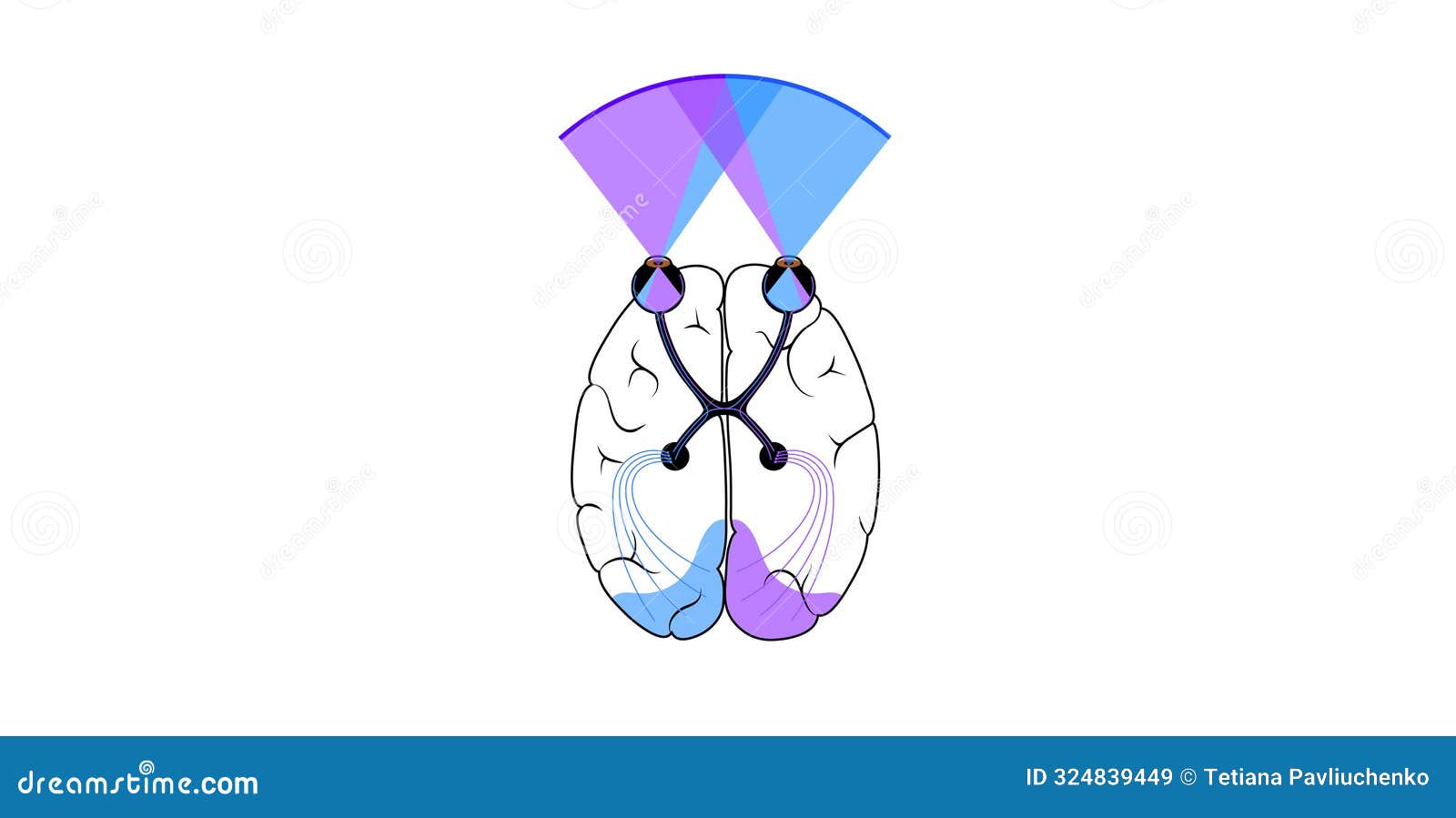 Optic Nerve Anatomy Stock Illustration Illustration Of Diagram 324839449