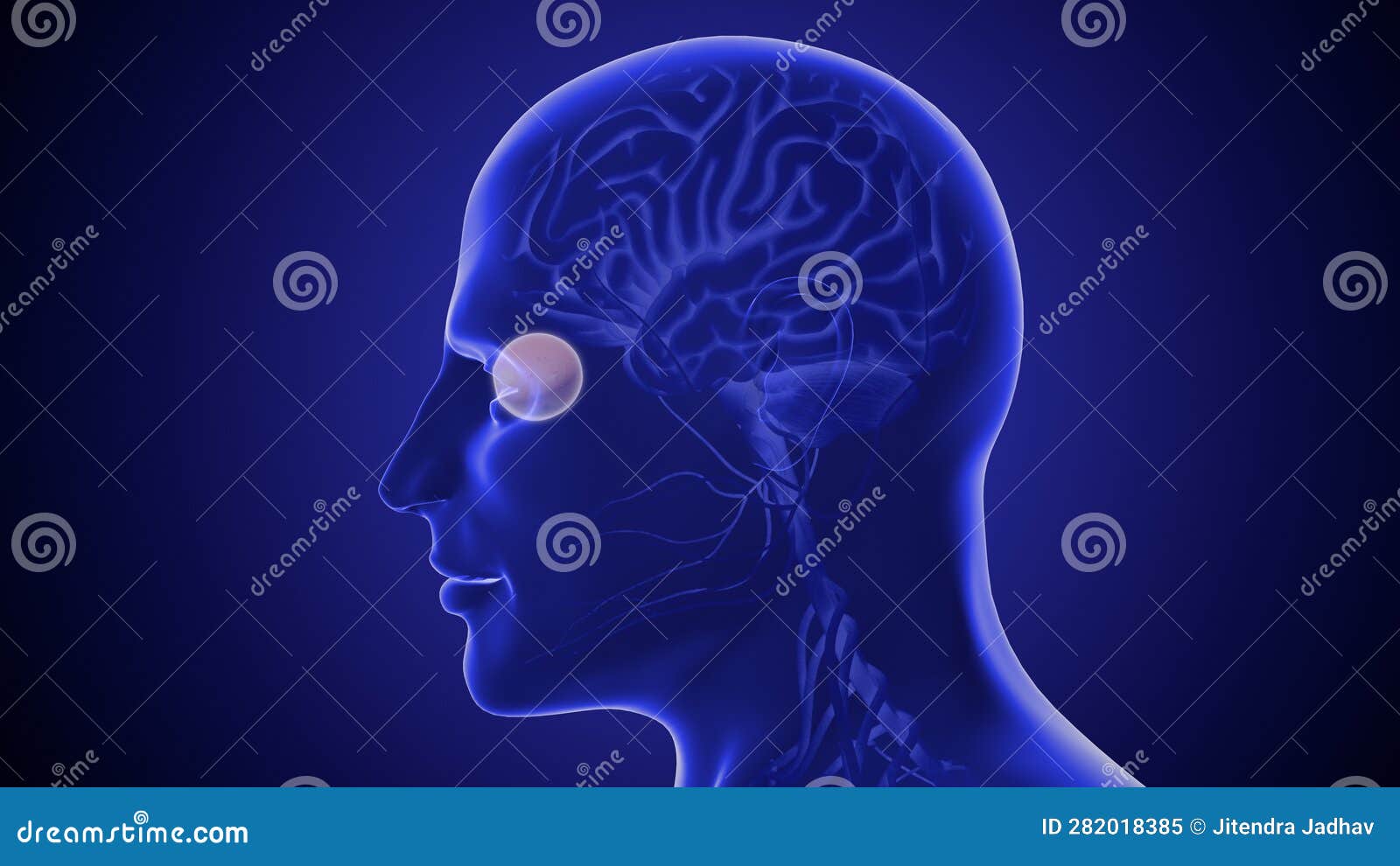 The Optic Nerve and Its Visual Link To the Brain 3D Illustration Stock ...