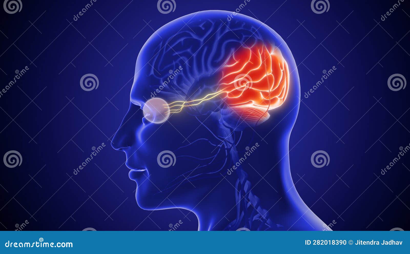 The Optic Nerve and Its Visual Link To the Brain 3D Illustration Stock ...