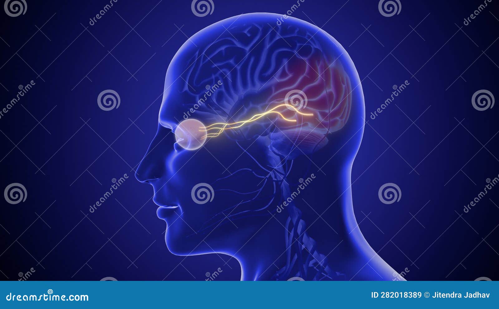 Nerve Art: A Visual Journey Of Neural Pathways Stock Image ...