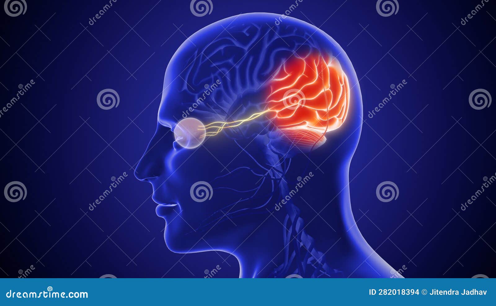 Nerve Art: A Visual Journey Of Neural Pathways Stock Image ...