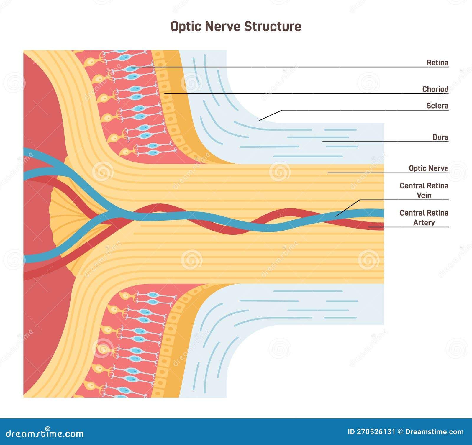 Optic Nerve Structure Bundle Of Nerve Fibers That Transmit Visual Information Stock Vector